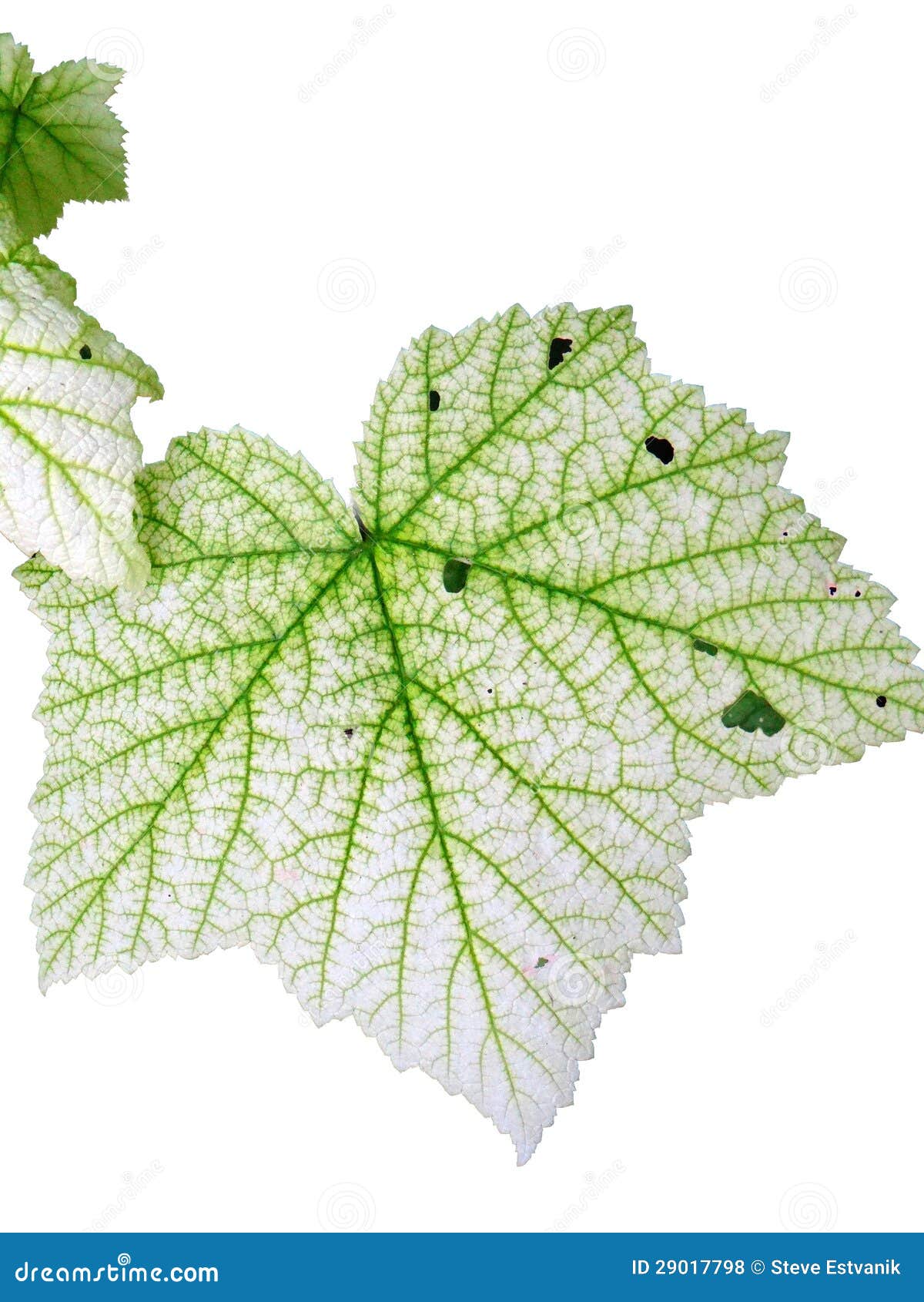 Devil S Club Leaves ( Oplopanax Horridus) Stock Photo - Image of ...