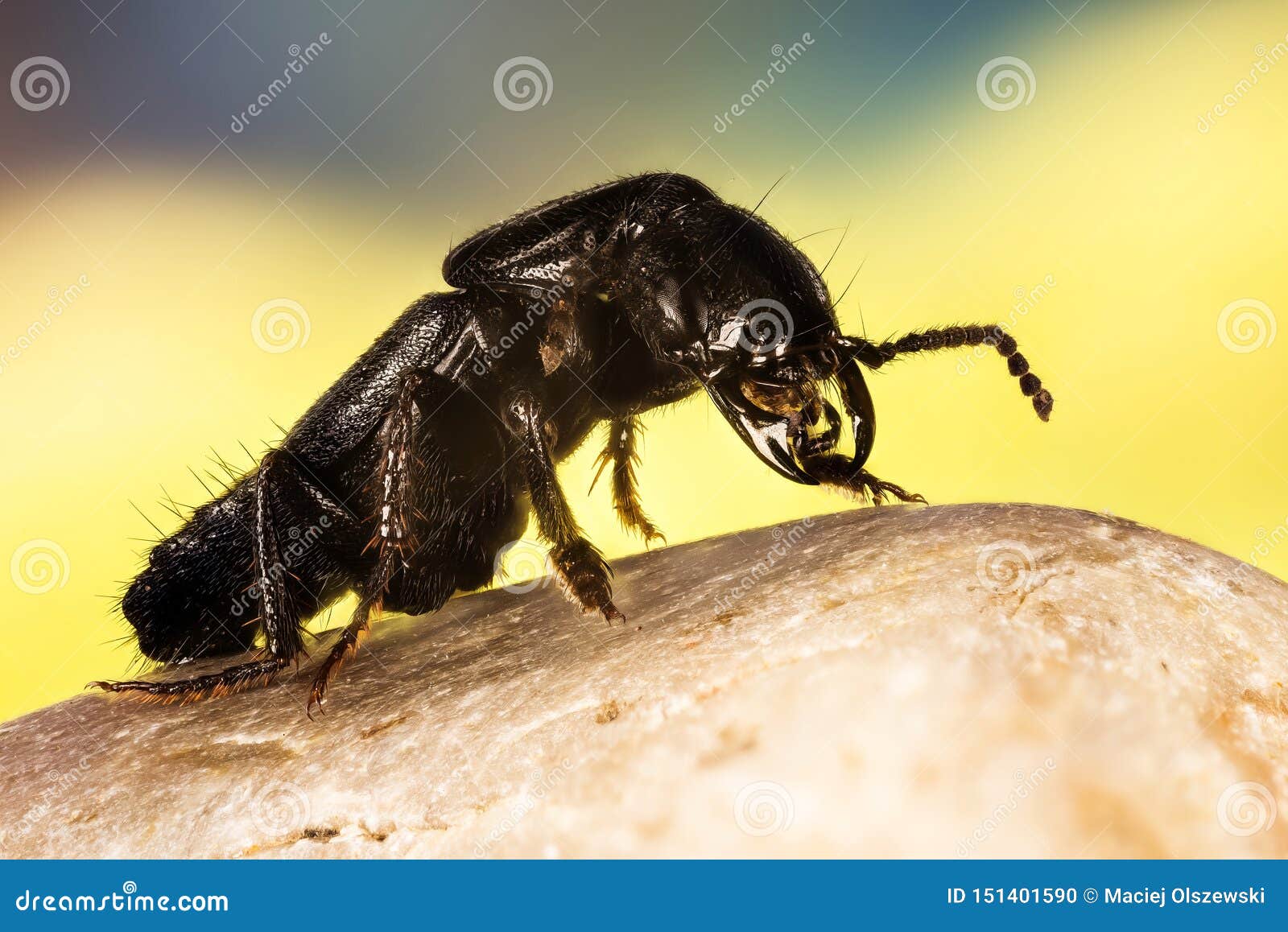Devil`s Coach-horse Beetle, Devil`s Coach Horse, Ocypus Olens Stock ...