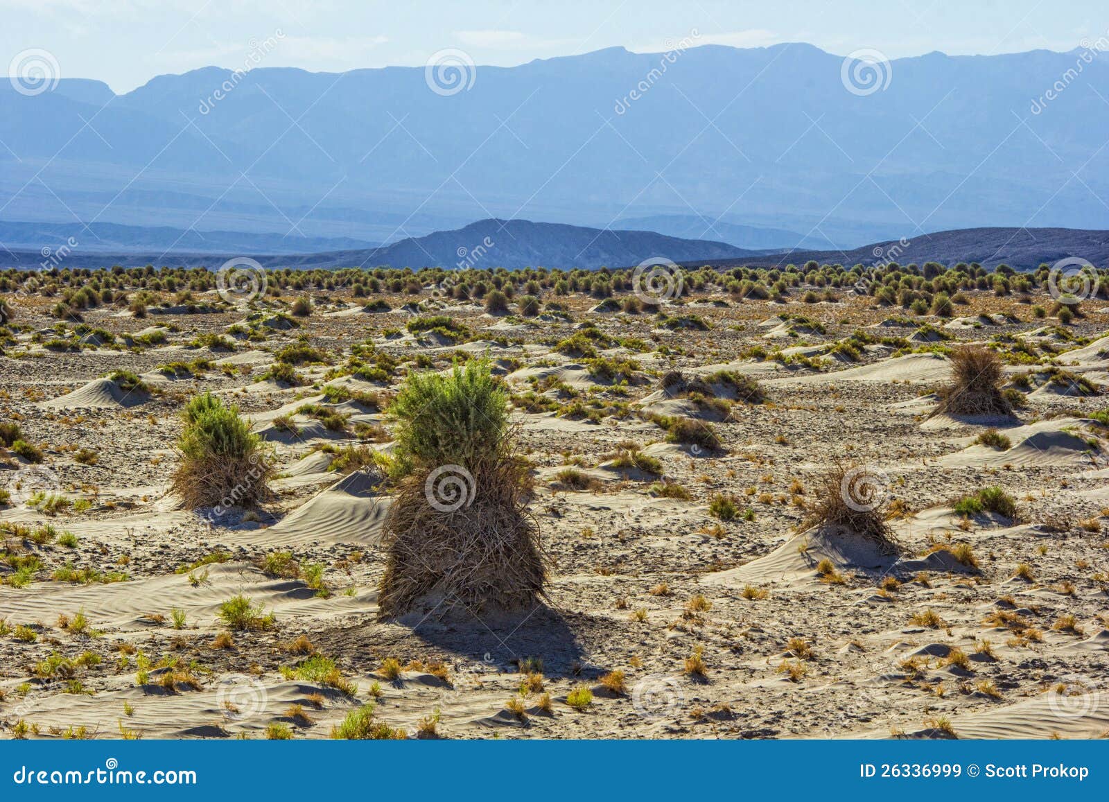 Devil s Cornfield stock image. Image of park, mojave - 26336999