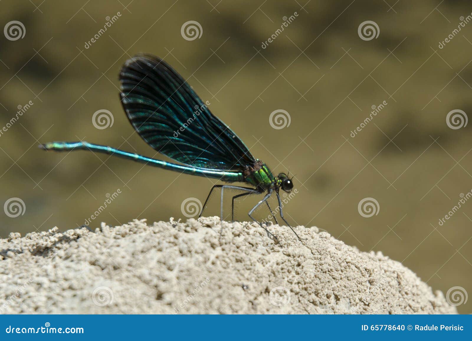 Devil s darning needle stock photo. Image of forester - 65778640