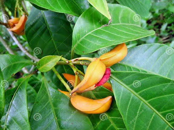 Devil s tree seed stock photo. Image of devil, leaf, asia - 43309842