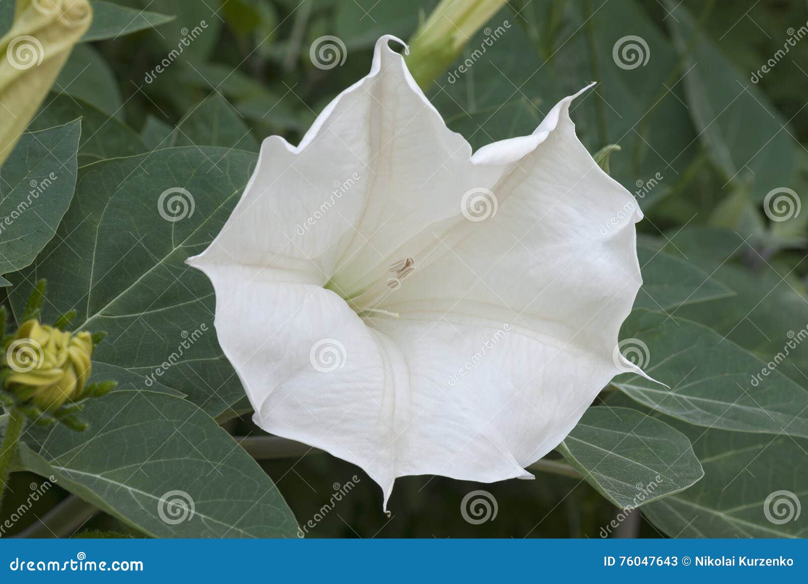 Devil s trumpet flower stock image. Image of horizontal - 76047643