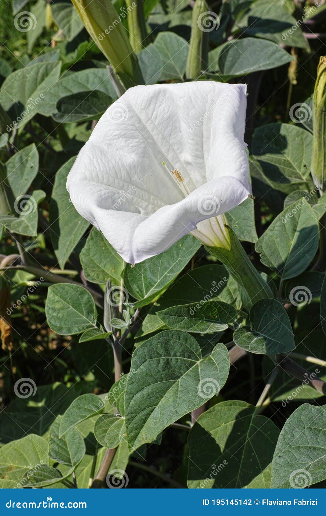 Devil`s weed plant stock photo. Image of blooming, bloom - 195145142