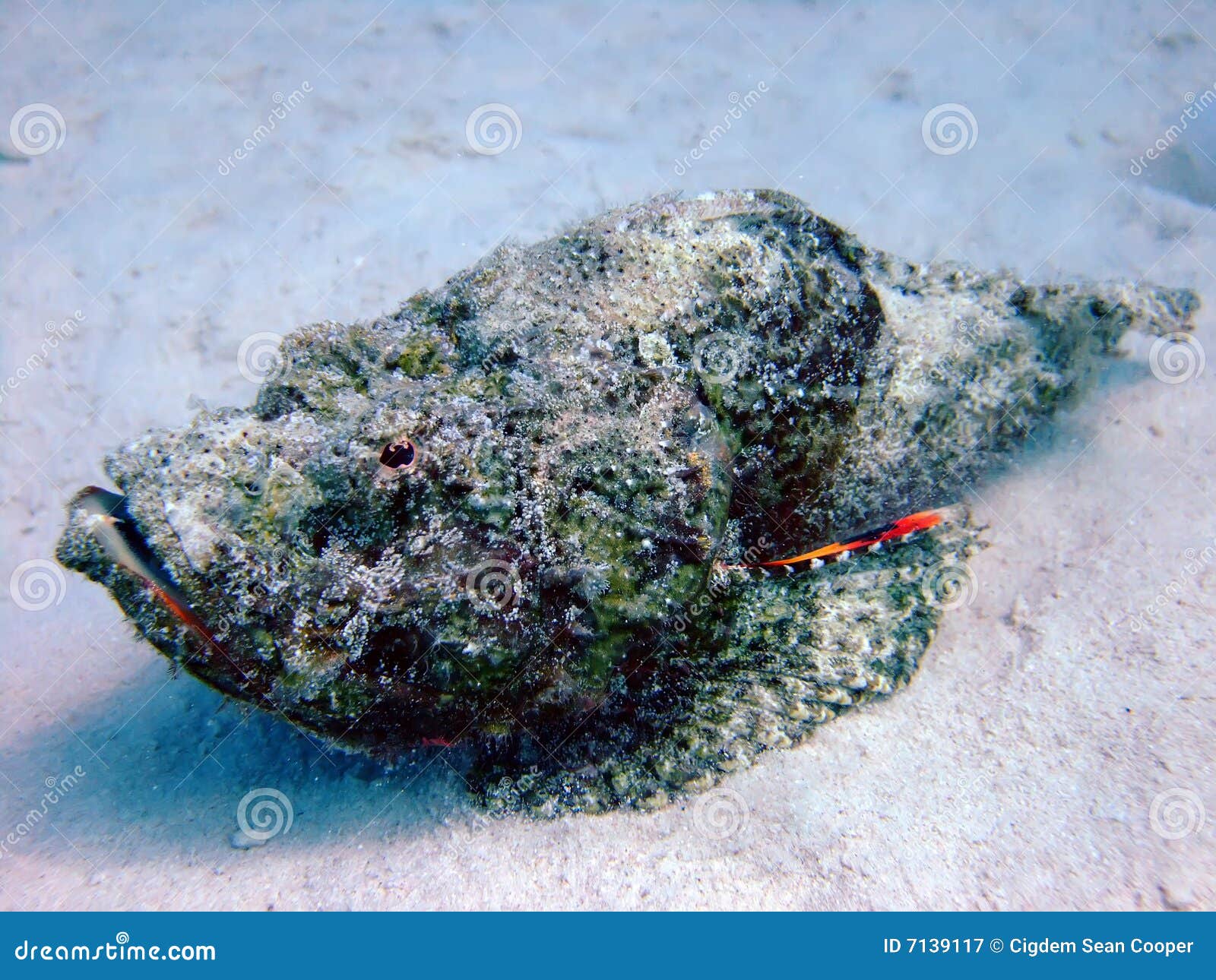 Devil Fish In France