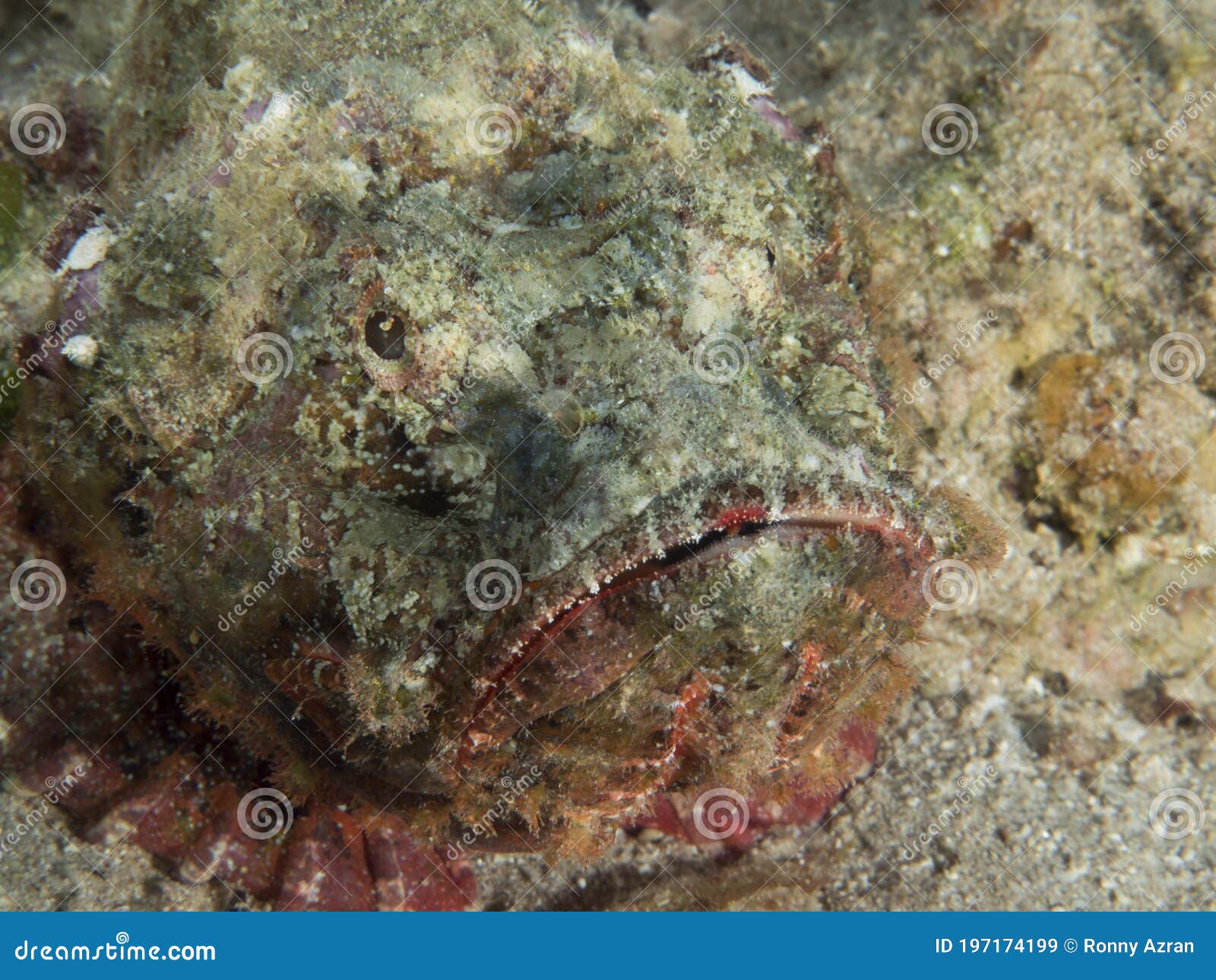 Devil Scorpionfish , Red Sea Stock Image - Image of sealife, reef ...