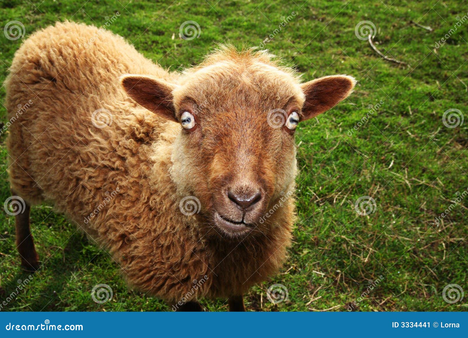 Devil sheep stock image. Image of ouessant, meadow, aries - 3334441