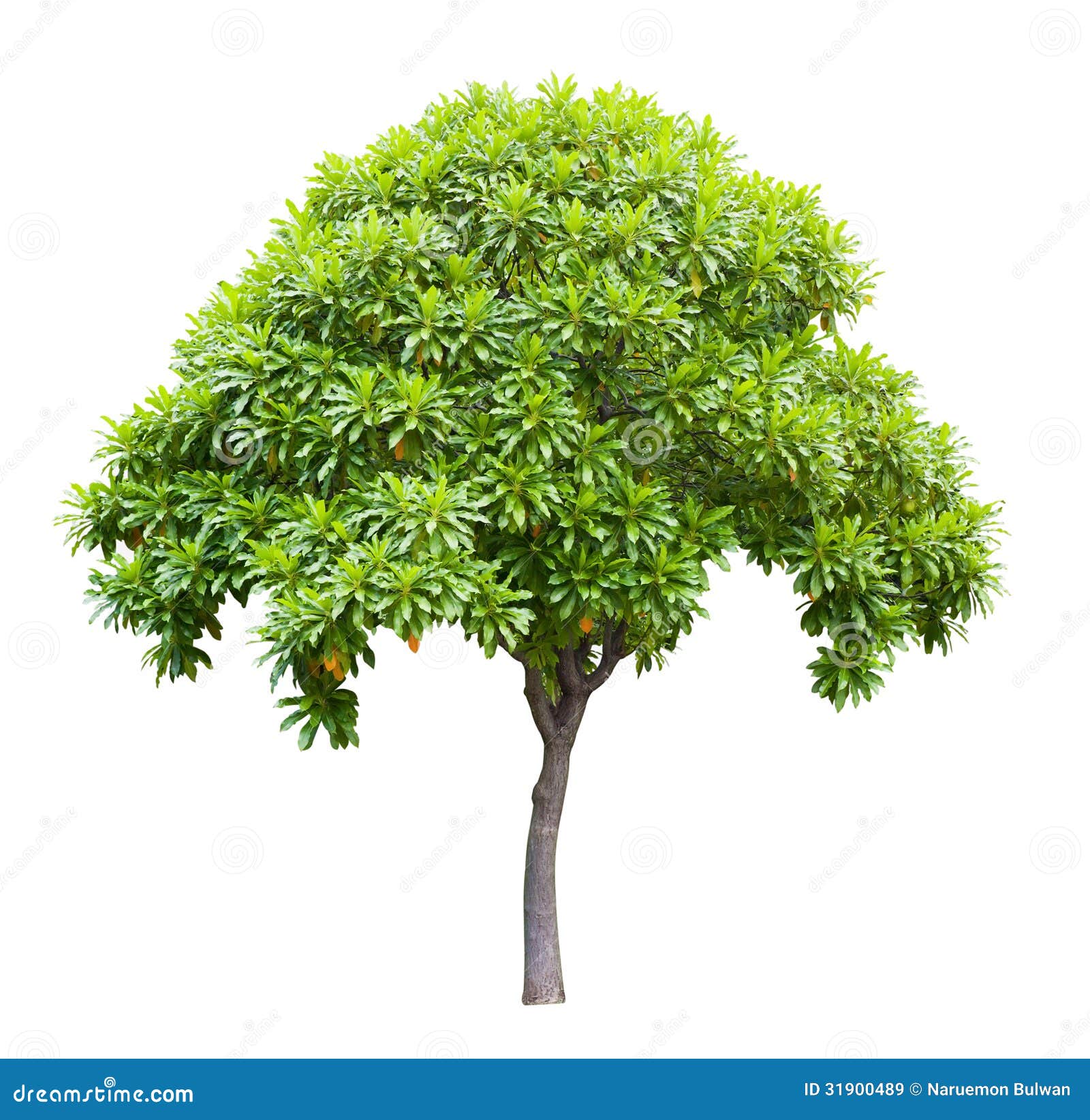 Devil Tree stock image. Image of ecology, branch, white - 31900489