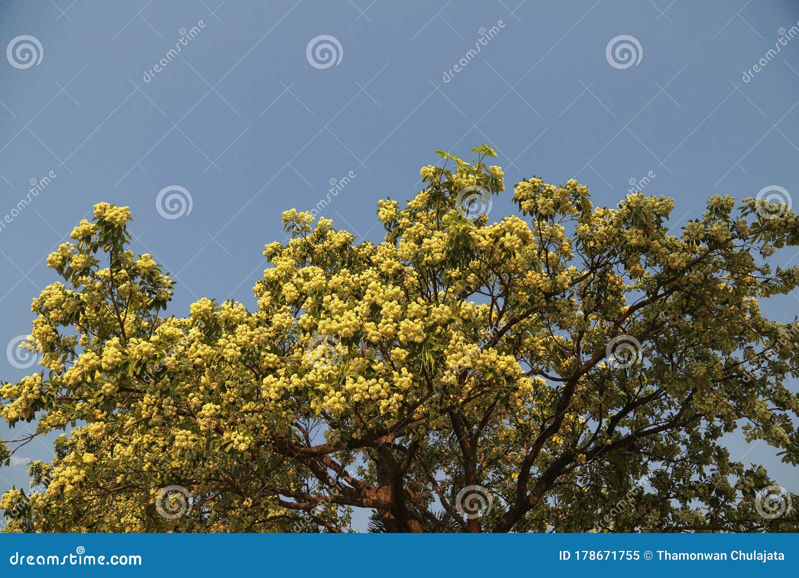 Devil Tree stock image. Image of season, medicinal, environment - 178671755