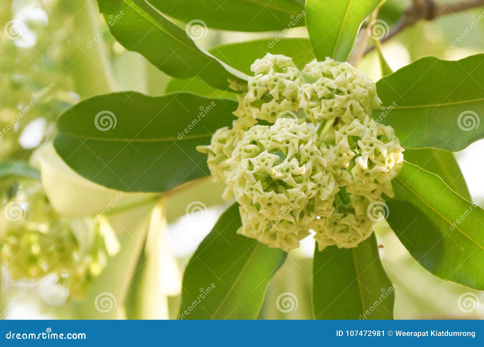 Devil. Tree Spirit And Fantasy Concept. Monster With Sharp Thorns And ...