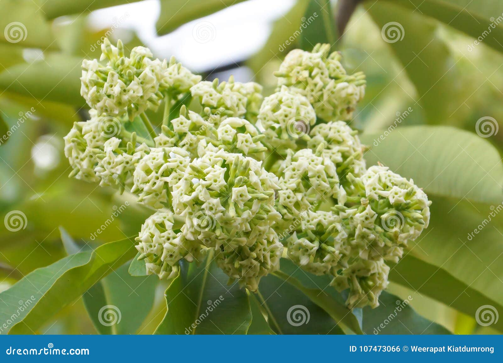 Big Devil Tree With A White Flower Bouquet . Royalty-Free Stock Image ...