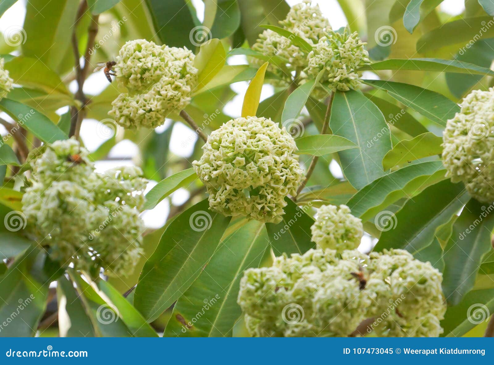 Devil Tree flower stock image. Image of nature, blackboard - 107473045