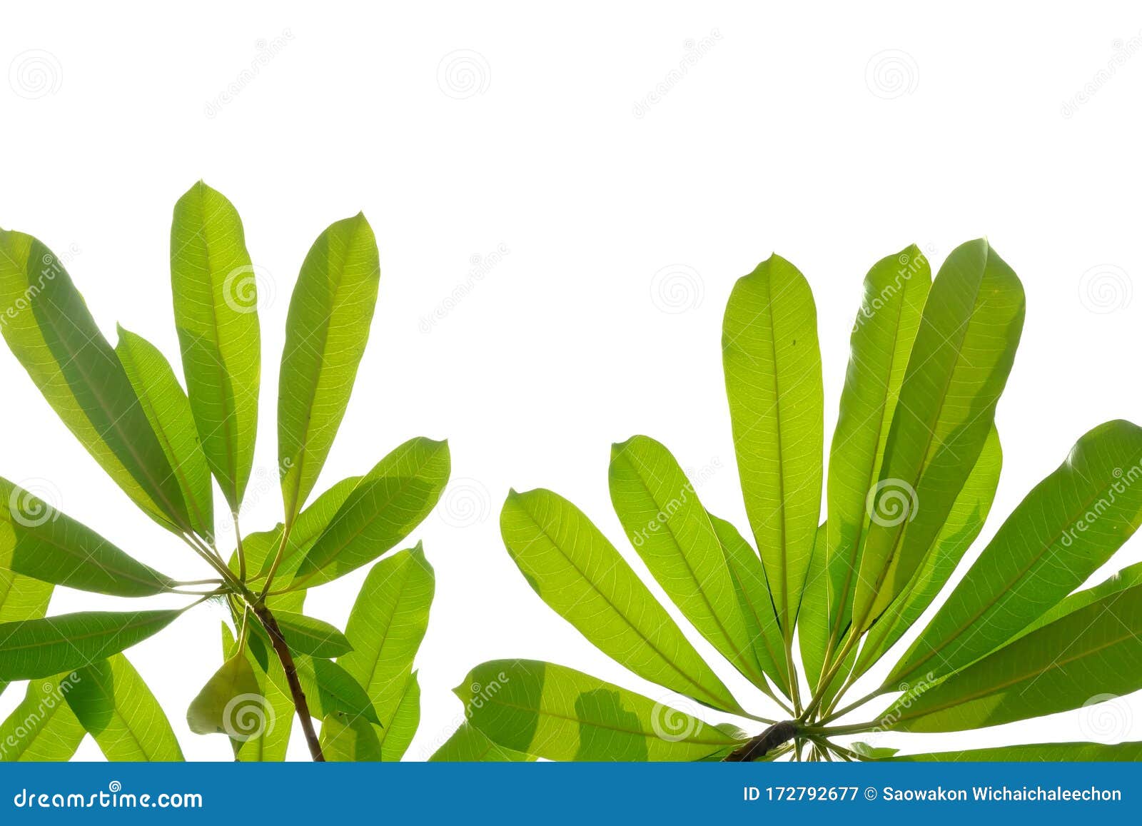 Devil Tree Leaves with Branches and Day Light on White Isolated ...