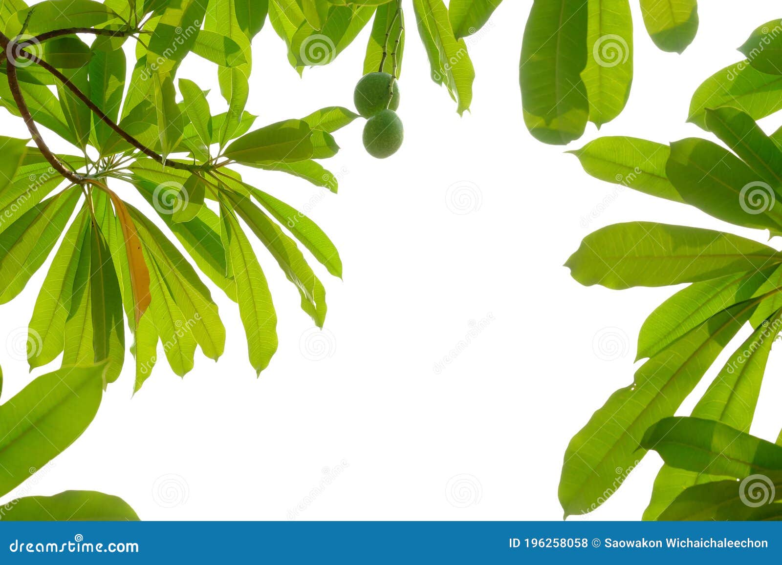 Devil Tree Leaves with Branches and Day Light on White Isolated ...