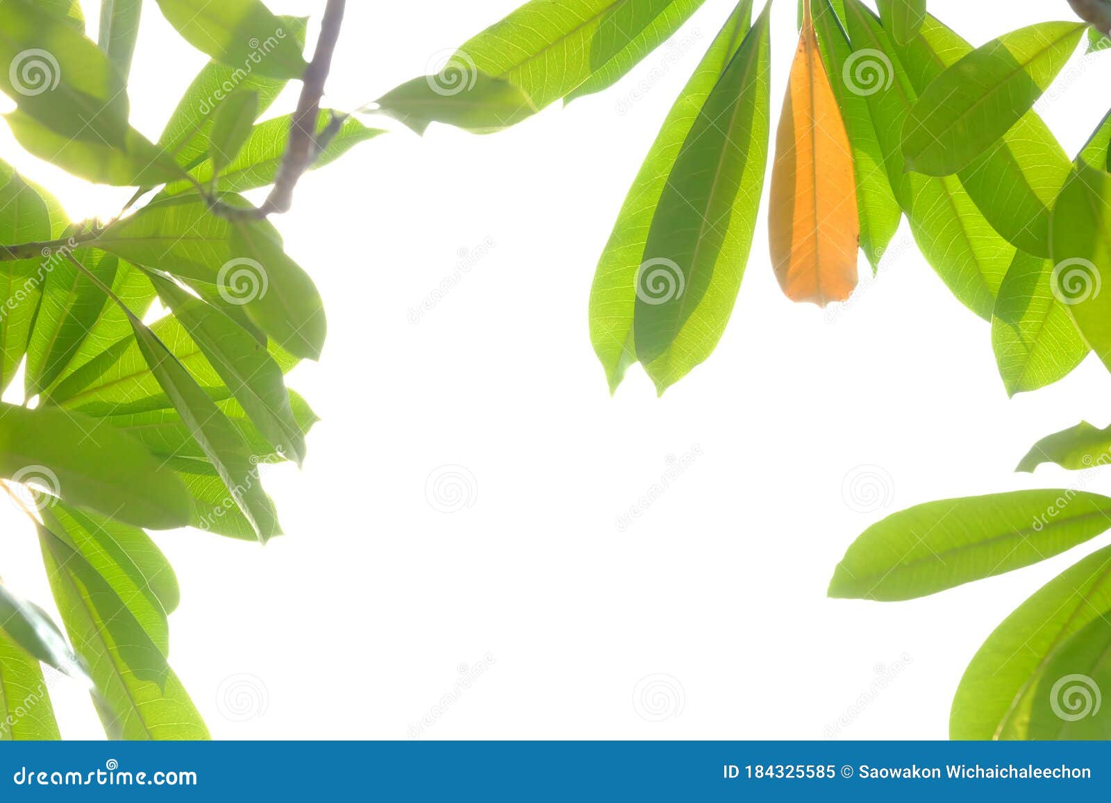 Devil Tree Leaves with Branches and Day Light on White Isolated ...