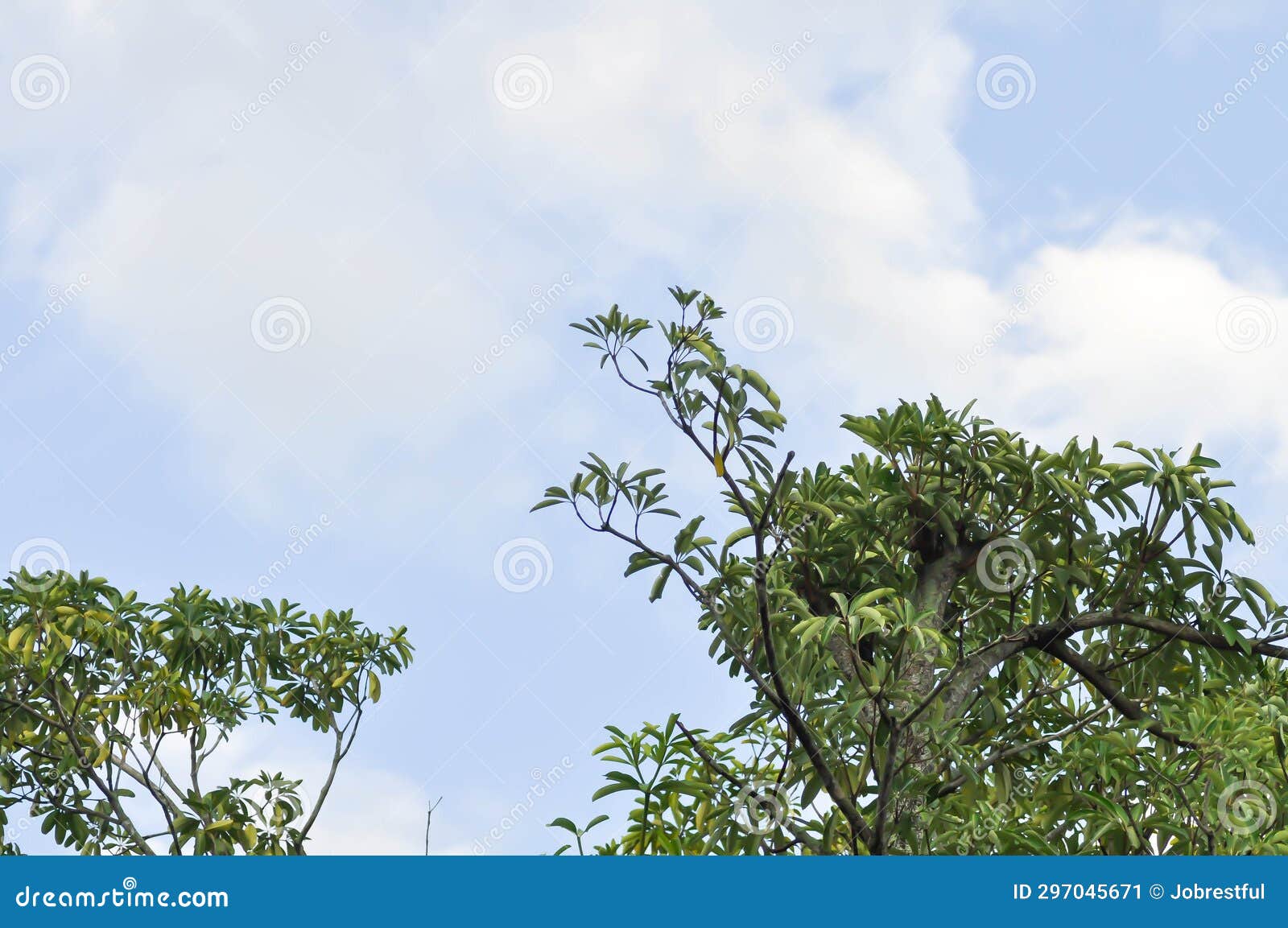 Devil Tree, White Cheesewood or Devil Bark or Dita Bark or Black Board ...
