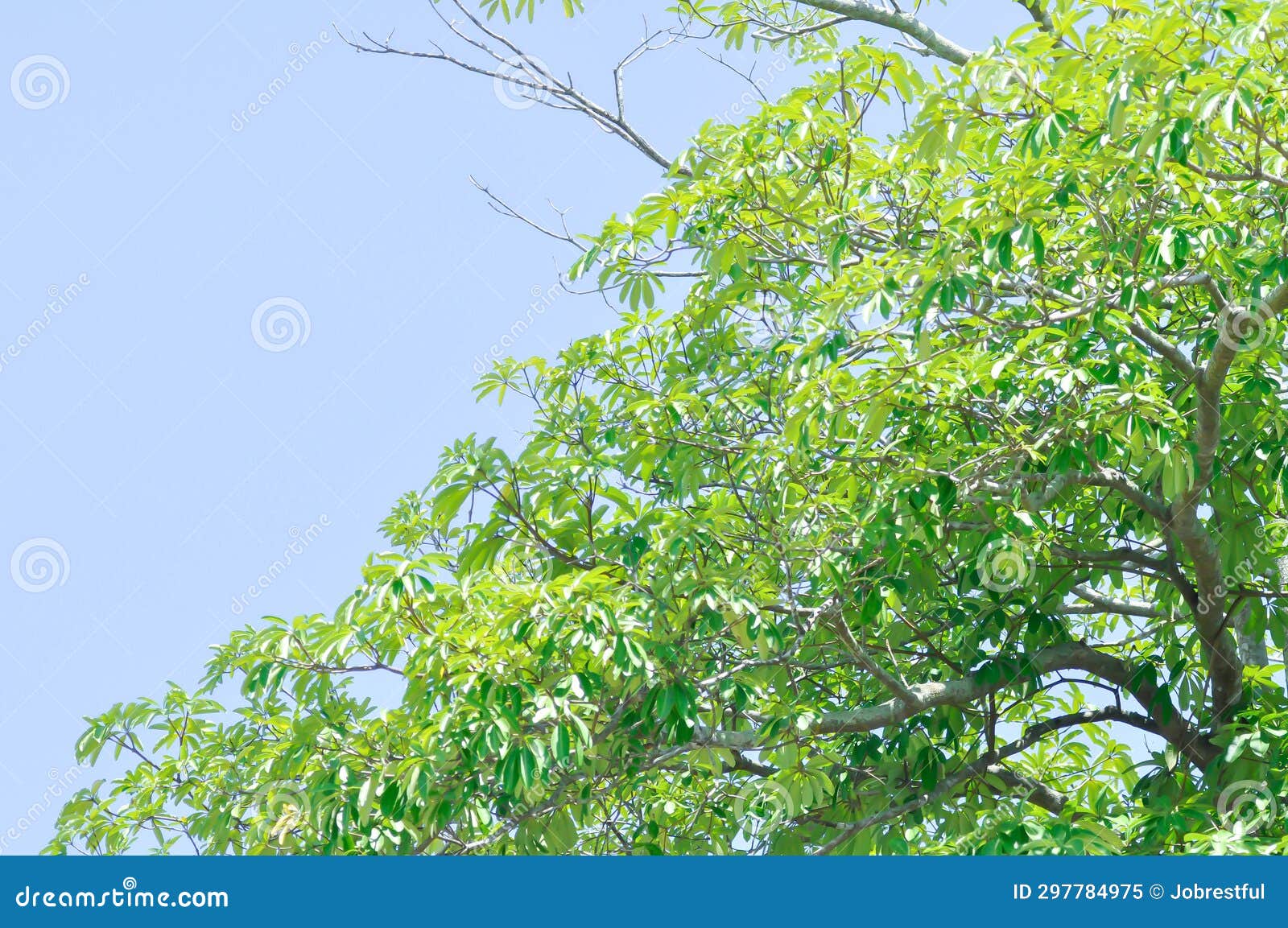 Devil Tree, White Cheesewood or Devil Bark or Dita Bark or Black Board ...