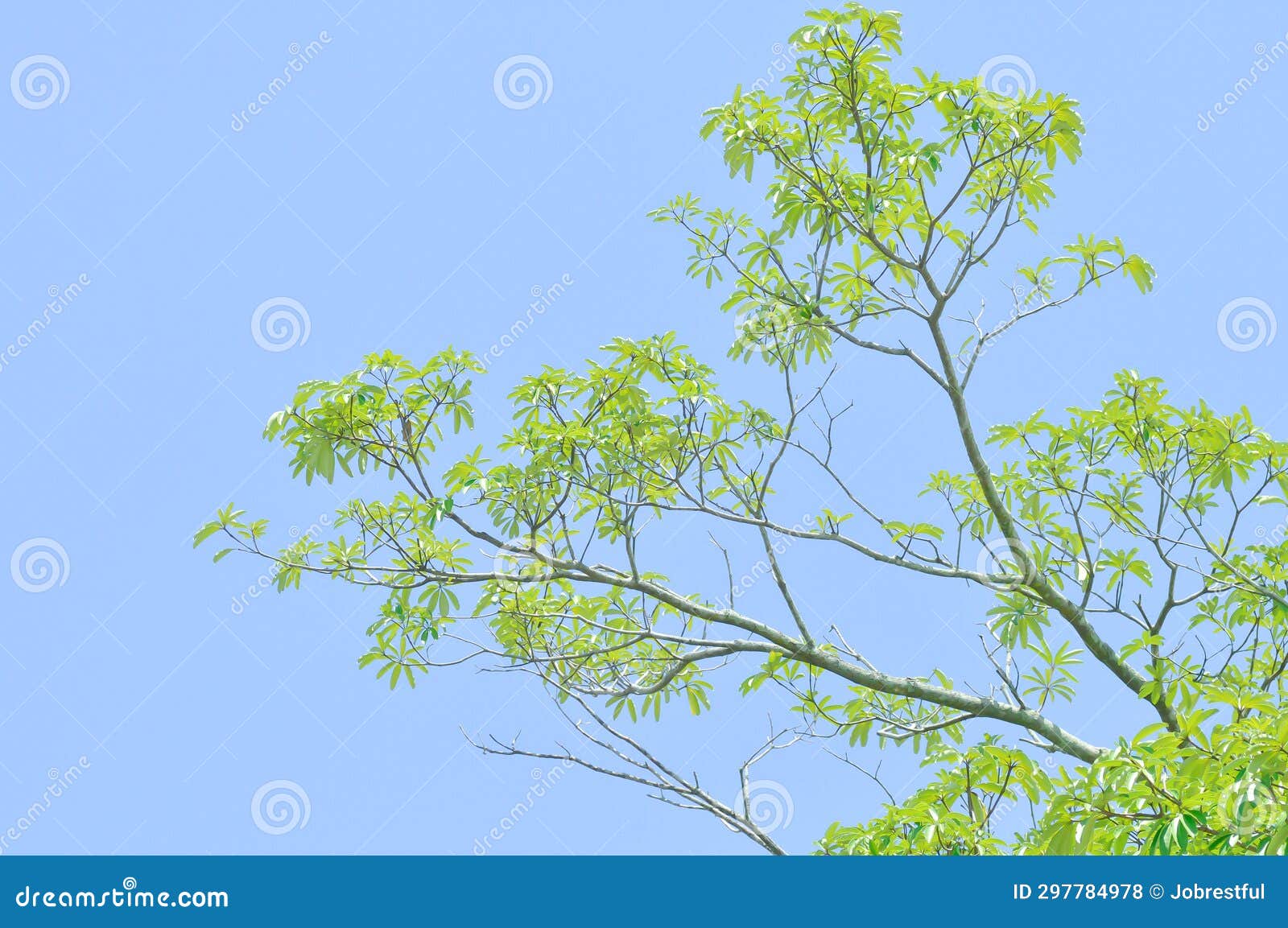 Devil Tree, White Cheesewood or Devil Bark or Dita Bark or Black Board ...