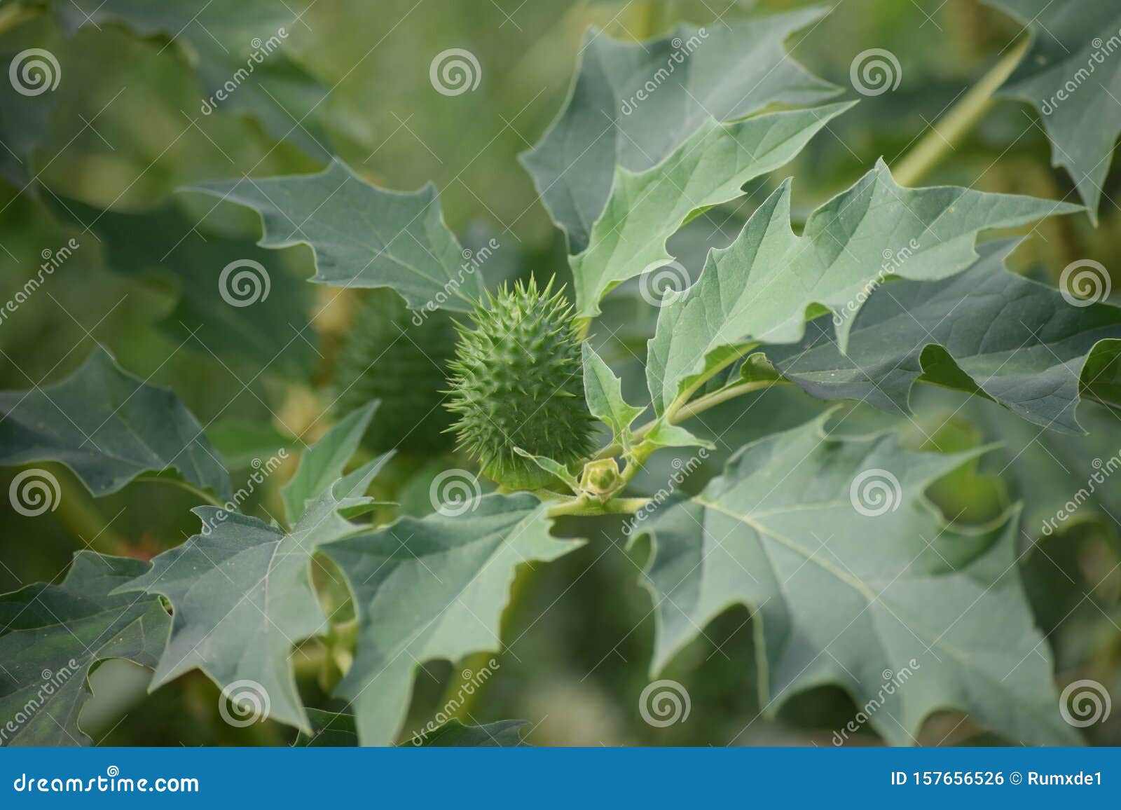 Devil trumpet stock photo. Image of trumpet, fruit, thornapple - 157656526