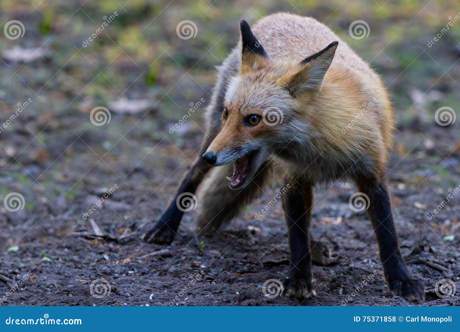 Devilboy Growl stock photo. Image of nose, wilderness - 75371858