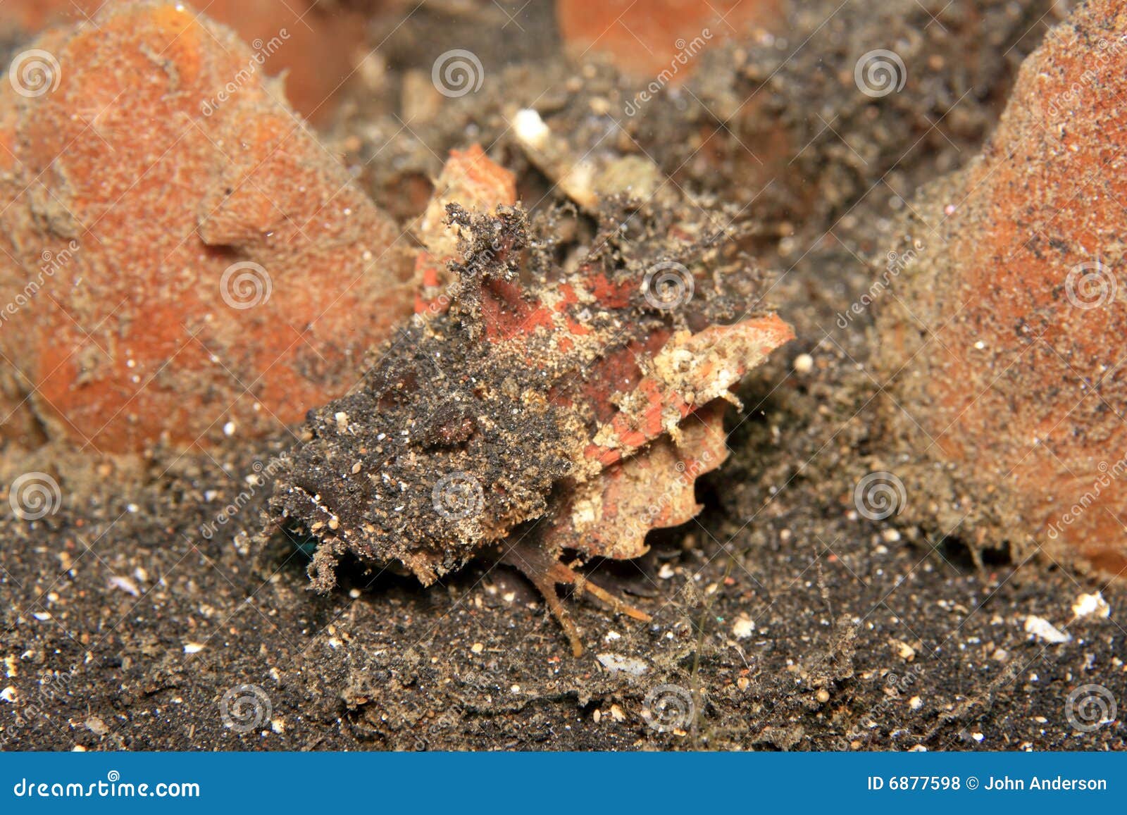 Devilfish stock photo. Image of spiny, fish, scorpion - 6877598