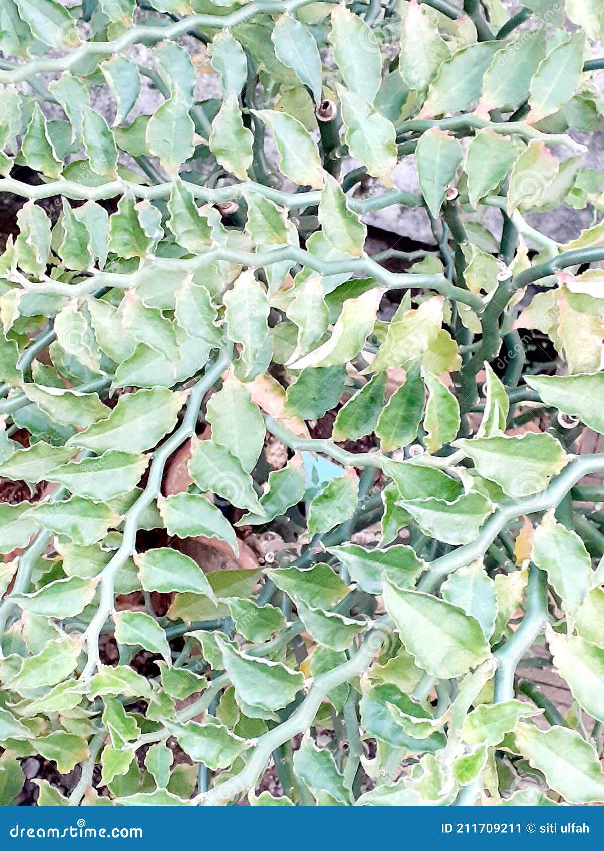 A Leaf Of Devils Ivy A Specie Of Epipremnum Aureum Plant Stock Photo ...