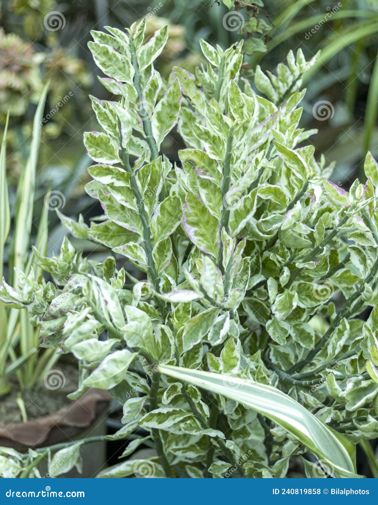 Variegated Pedilanthus Tithymaloides Plant Image Stock Photo ...