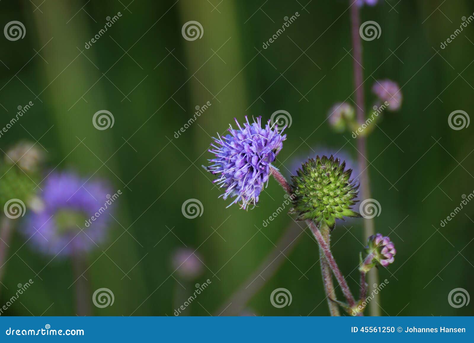 Devils Bit Scabious stock photo. Image of objects, lavender - 45561250