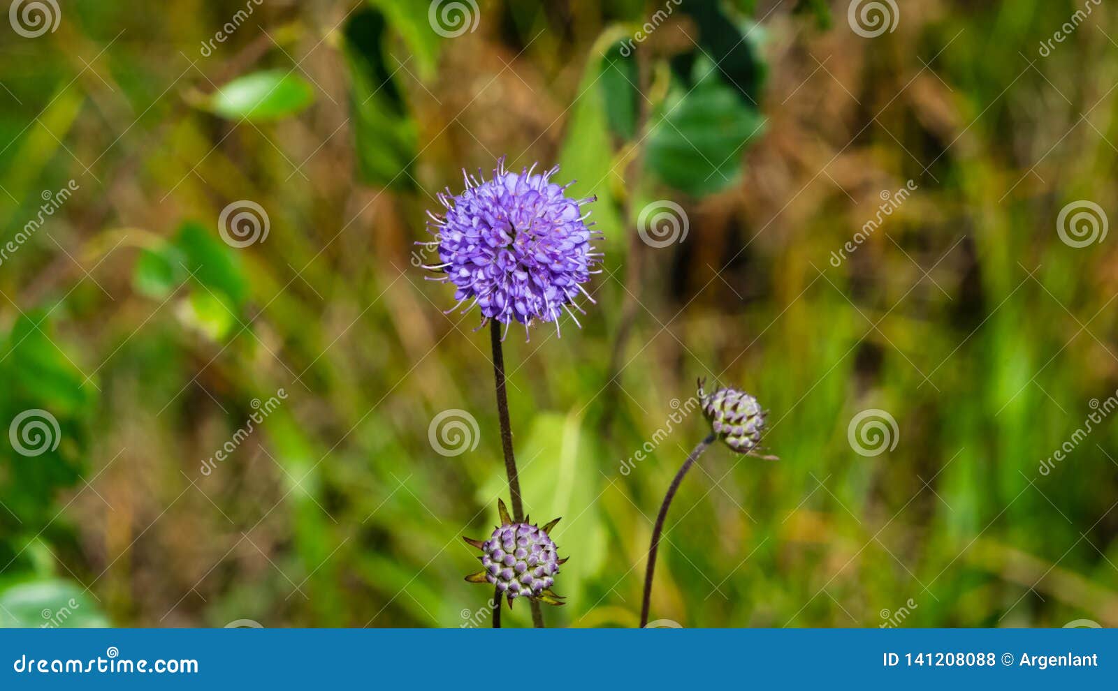 Devils-bit Scabious or Succisa Pratensis Flowers and Buds Macro with ...
