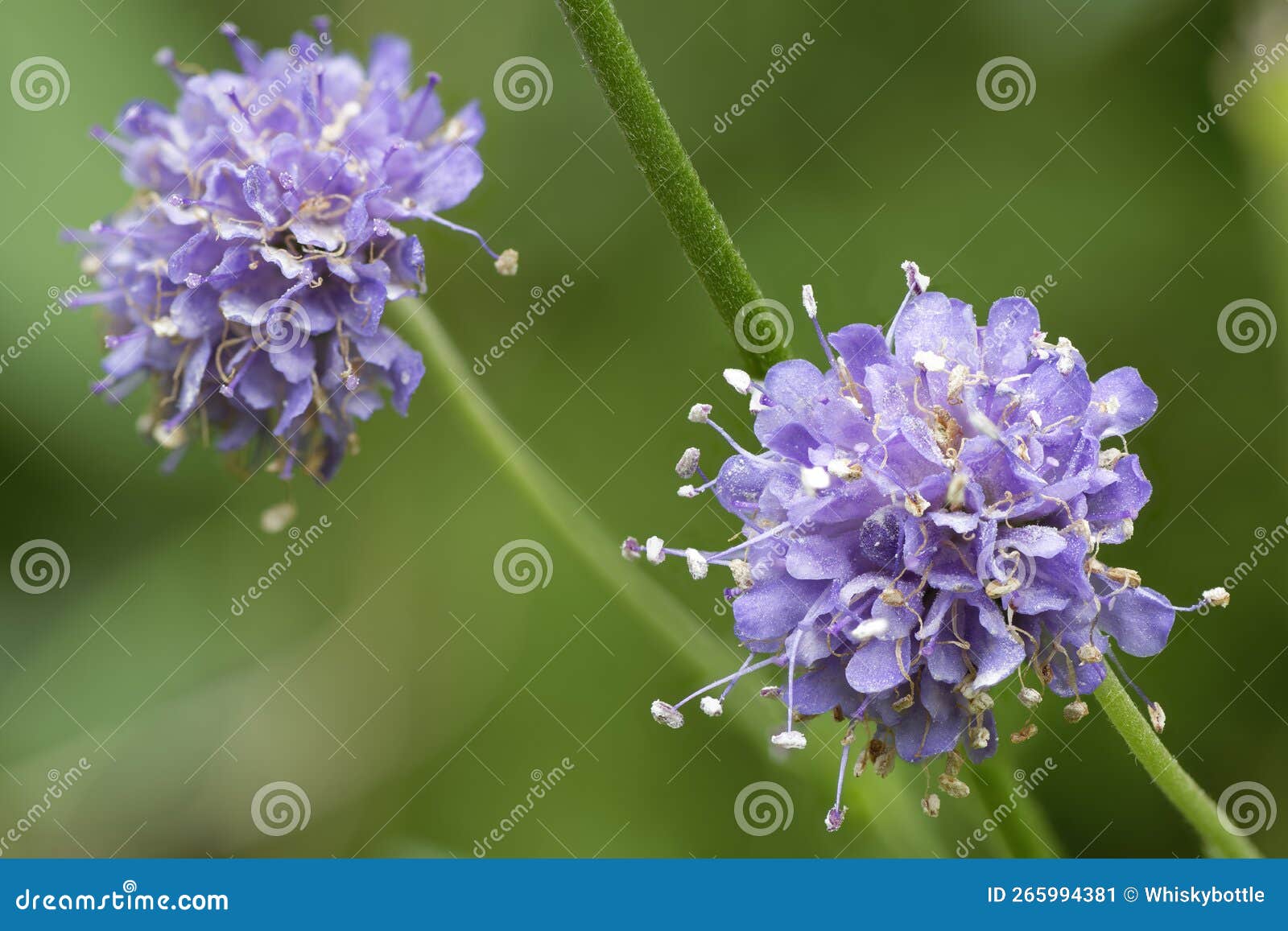 Devils-bit Scabious stock image. Image of dipsacoideae - 265994381