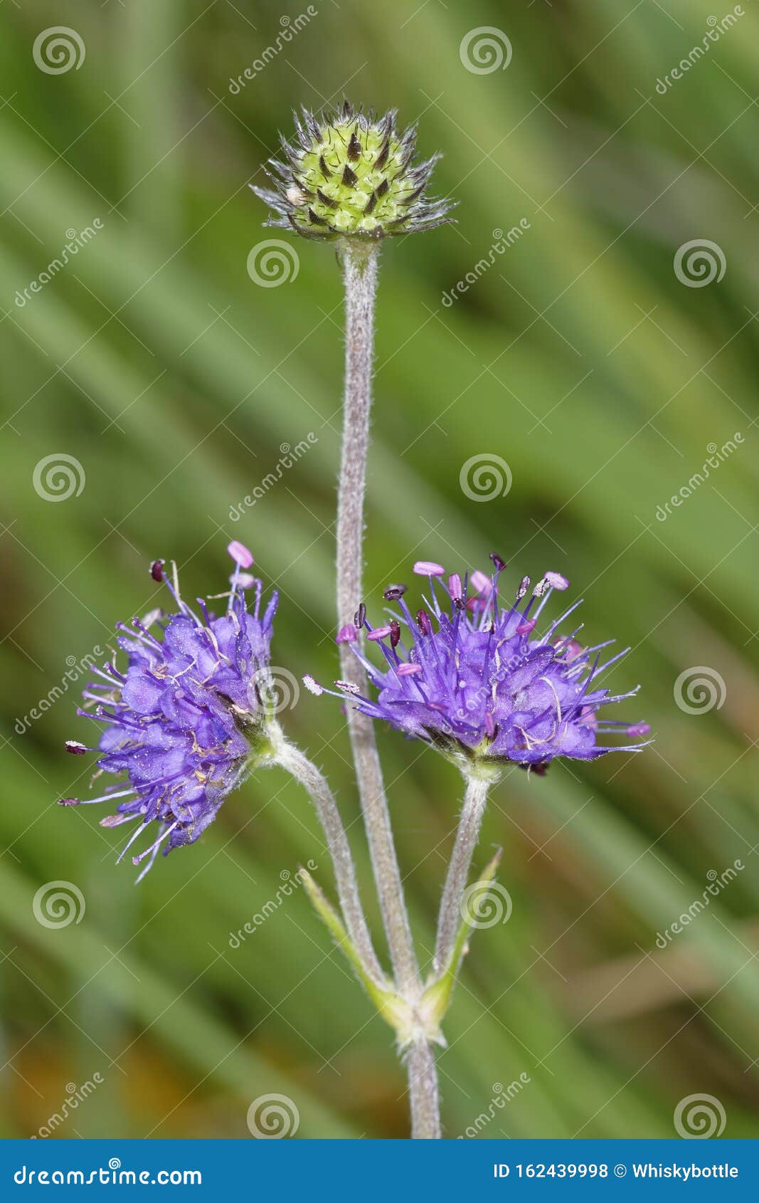 Devils-bit Scabury foto de stock. Imagem de azul, britânico - 162439998