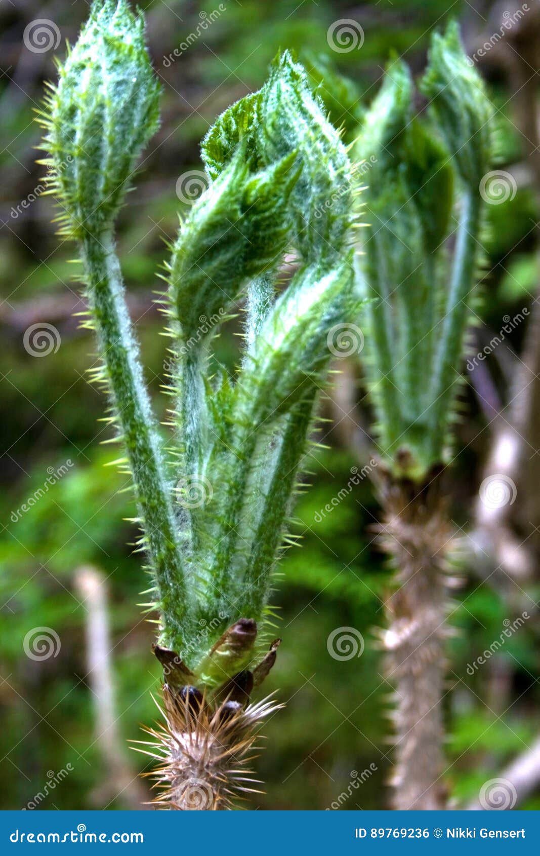 Devils Club Plant Bud Alaska Stock Photo - Image of leaves, natural ...