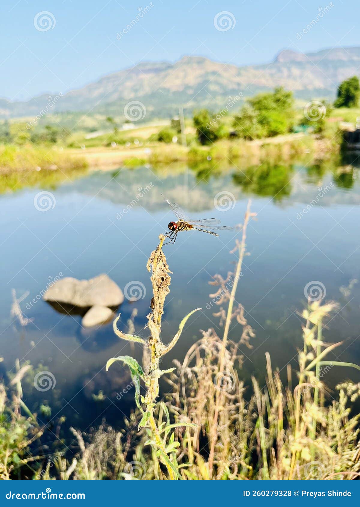 Devils darning Needle stock photo. Image of sunlight - 260279328