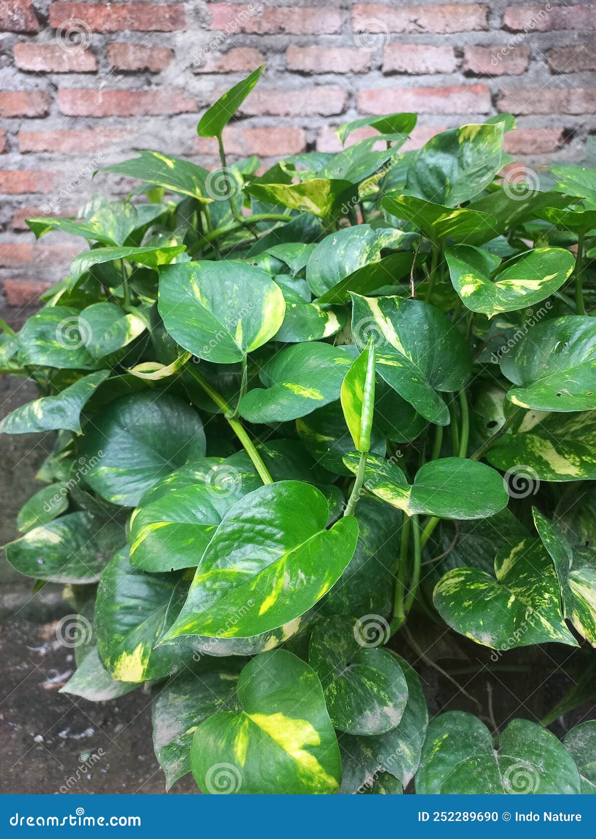 Devils Ivy or Golden Pothos Plant Stock Photo - Image of beauty ...