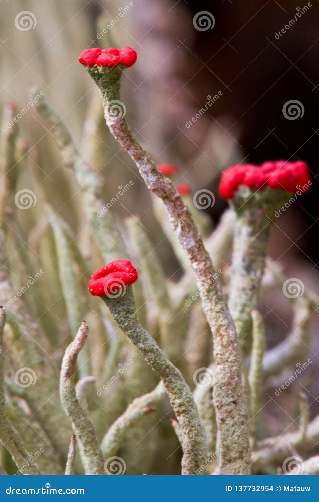 Devils Matchsticks lichens stock photo. Image of fungi - 137732954
