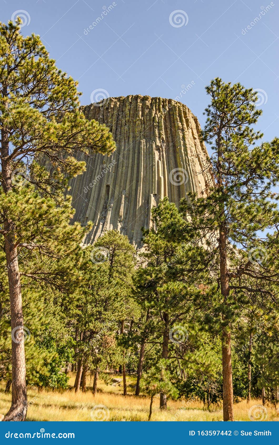 Devils Tower Behind Trees stock photo. Image of composition - 163597442