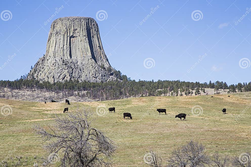 Devils Devil Geology Volcano Cone Monument Tower Livestock Cows Cattle ...
