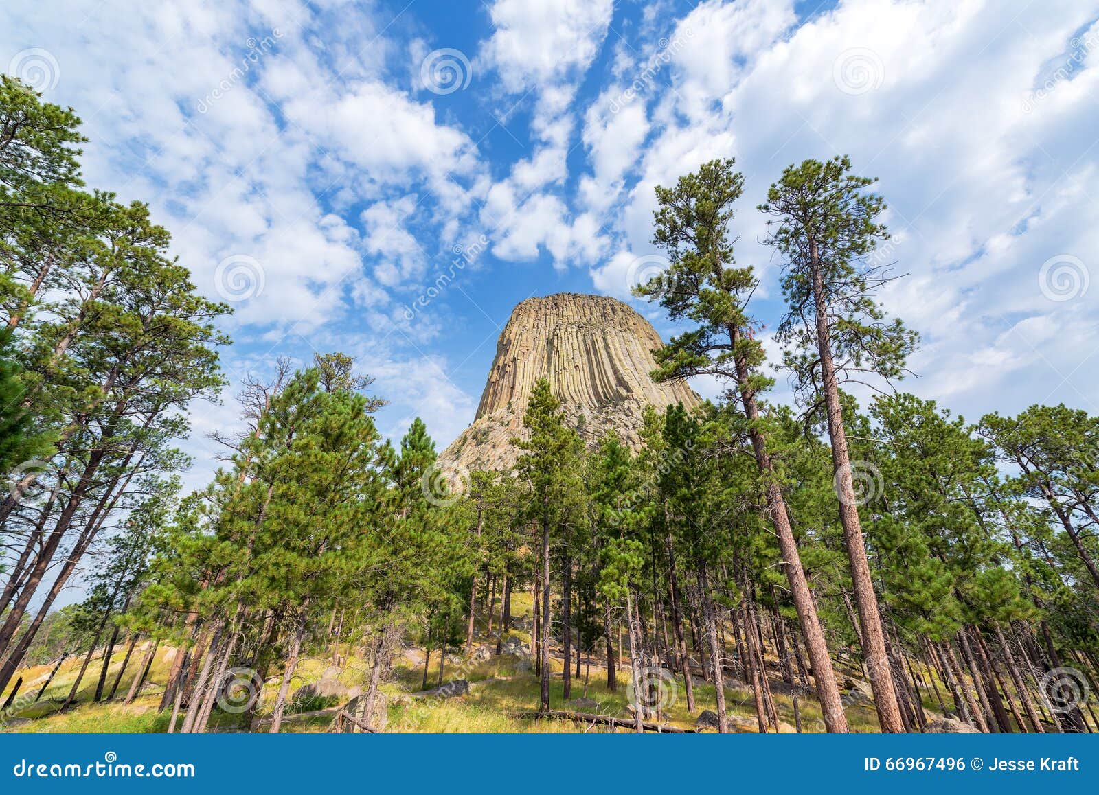 Devils Tower and Pine Trees Stock Photo - Image of white, nature: 66967496