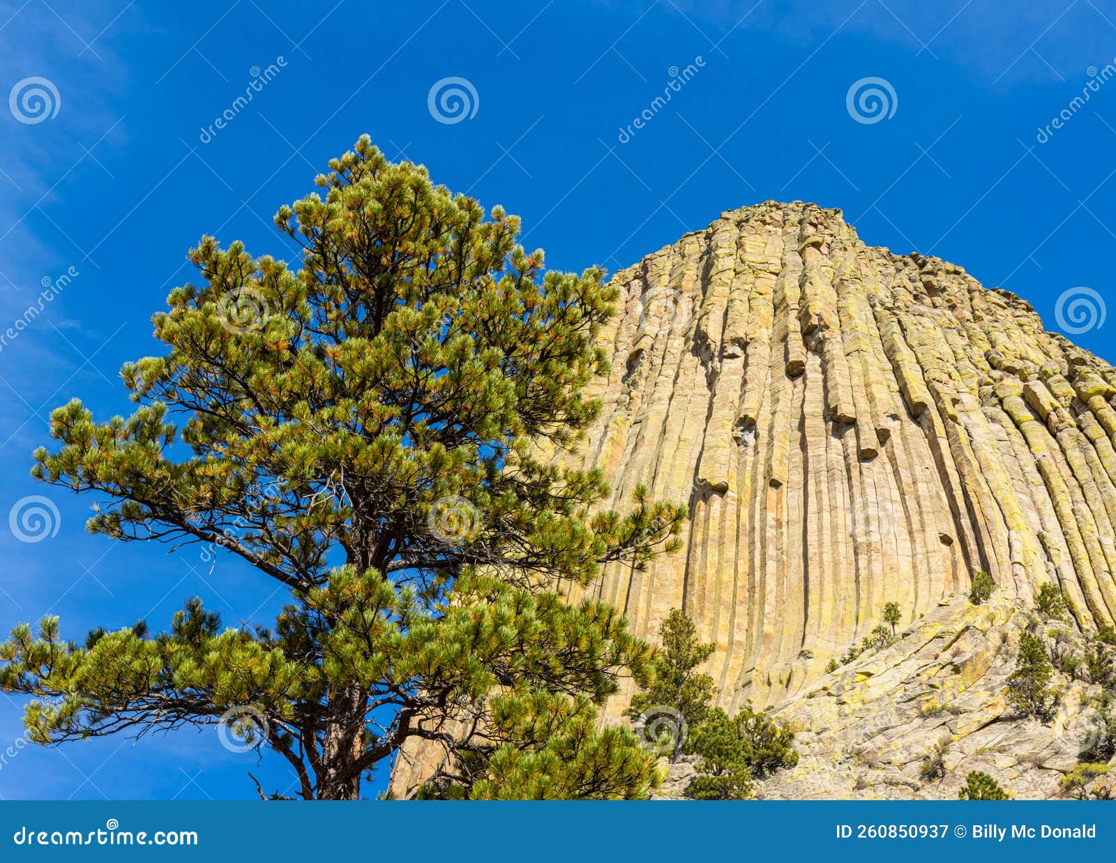 Devils Tower Rising Above the Forest Stock Image - Image of native ...