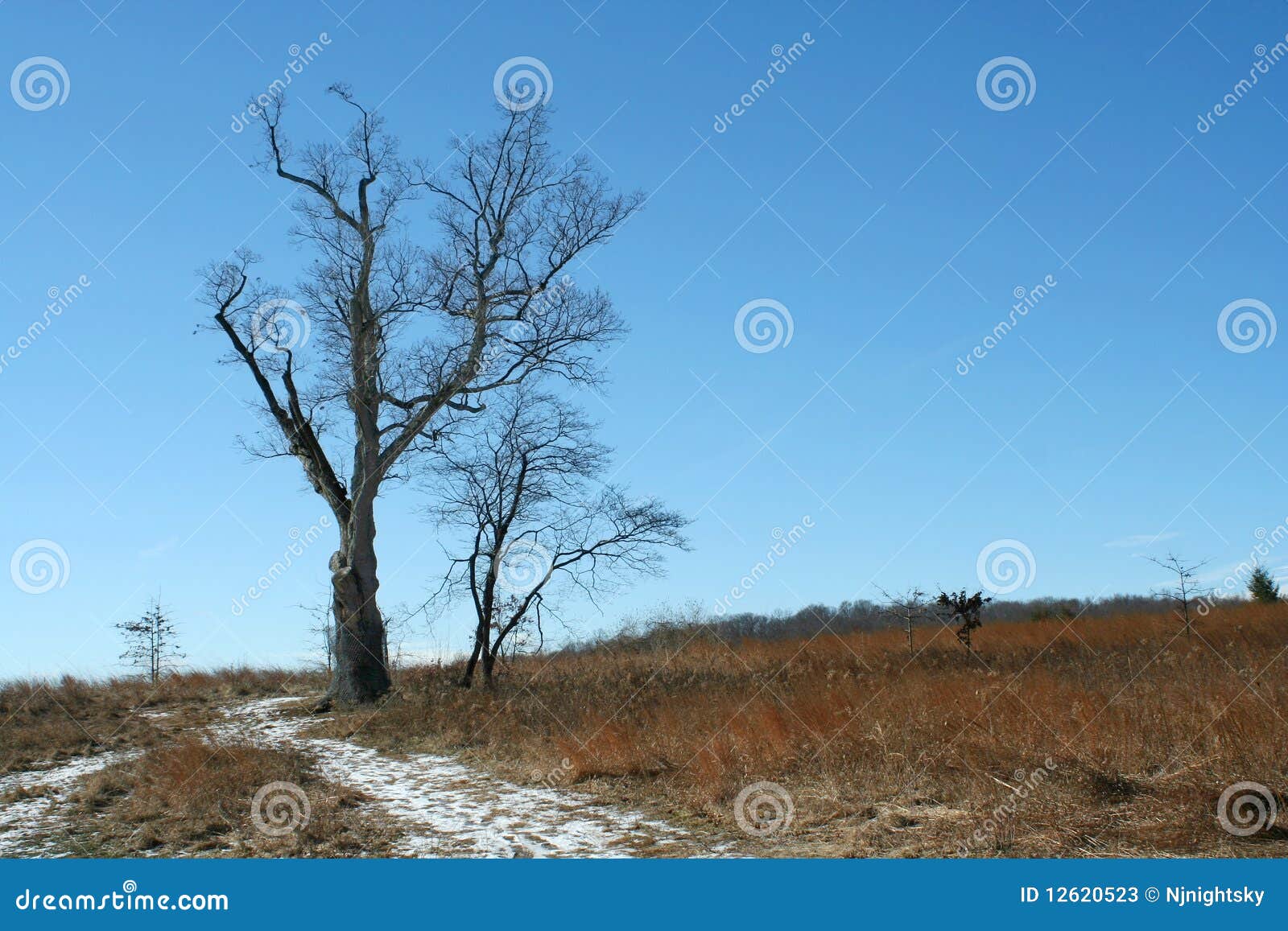 Devils tree stock image. Image of trees, nature, snow - 12620523