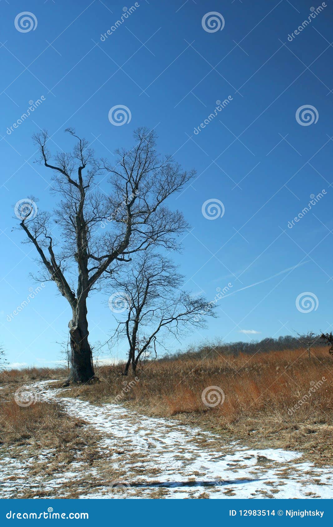 Devils tree stock photo. Image of creepy, tree, devils - 12983514