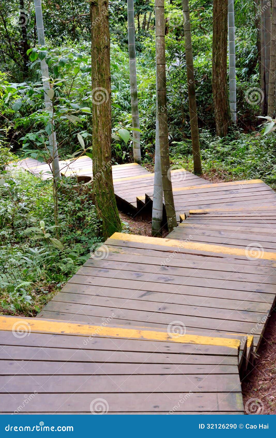 Devious path in forest stock photo. Image of cross, access - 32126290