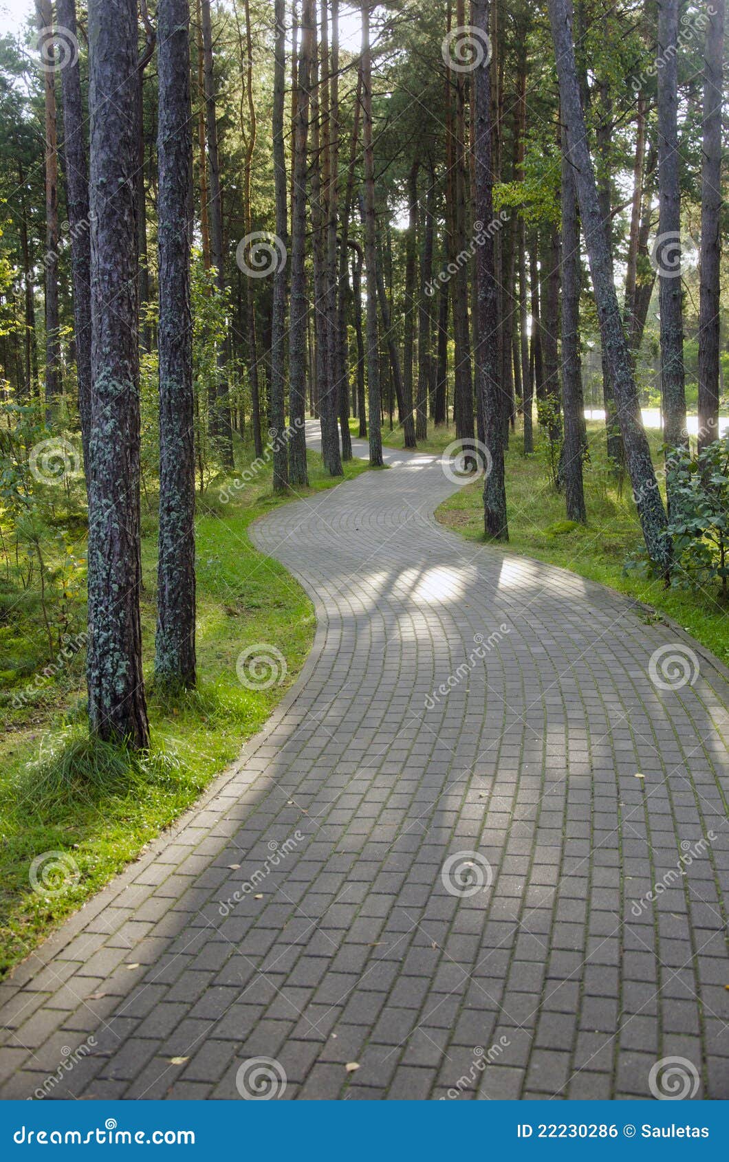 Devious Paved Path Tiles in Pine Forest. Stock Photo - Image of outside ...