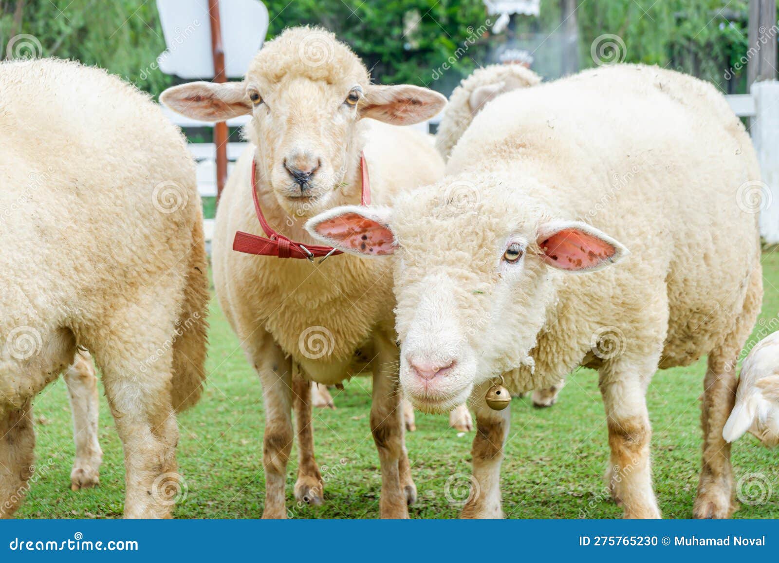 Devon Closewool at a Breeding Ground Stock Photo - Image of cold ...