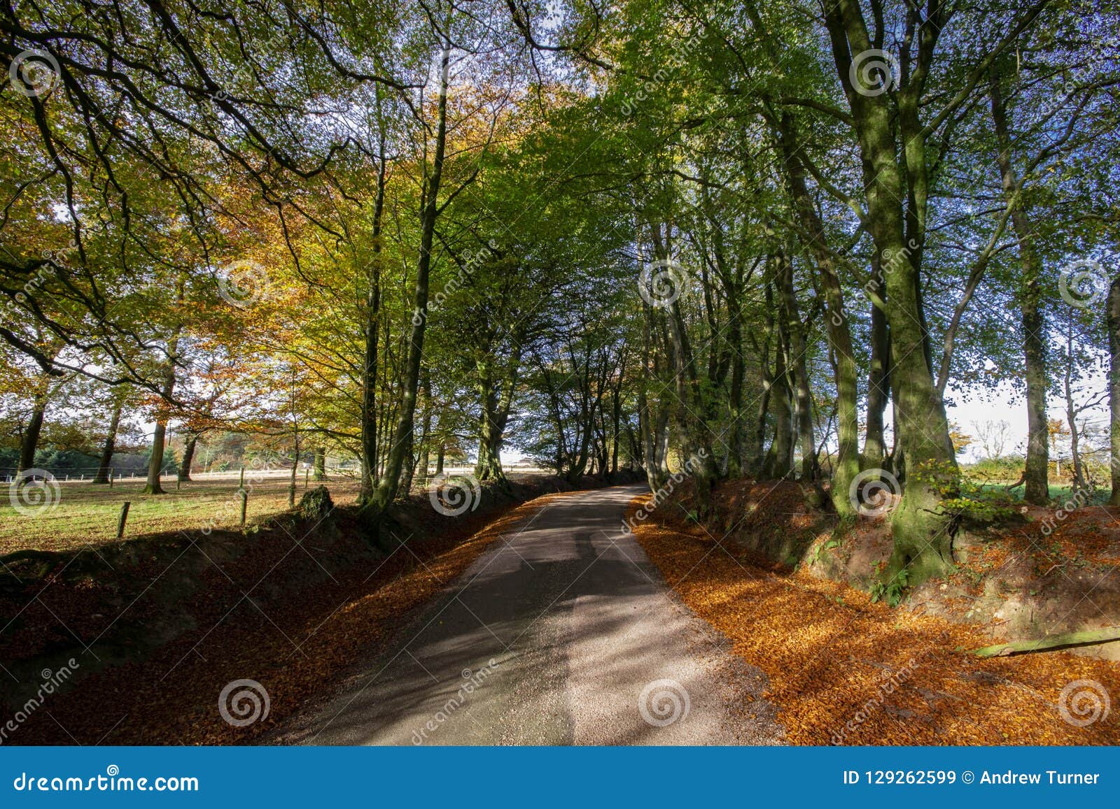 Devon Country Lane in the Autumn Stock Image - Image of tarmac, lane ...