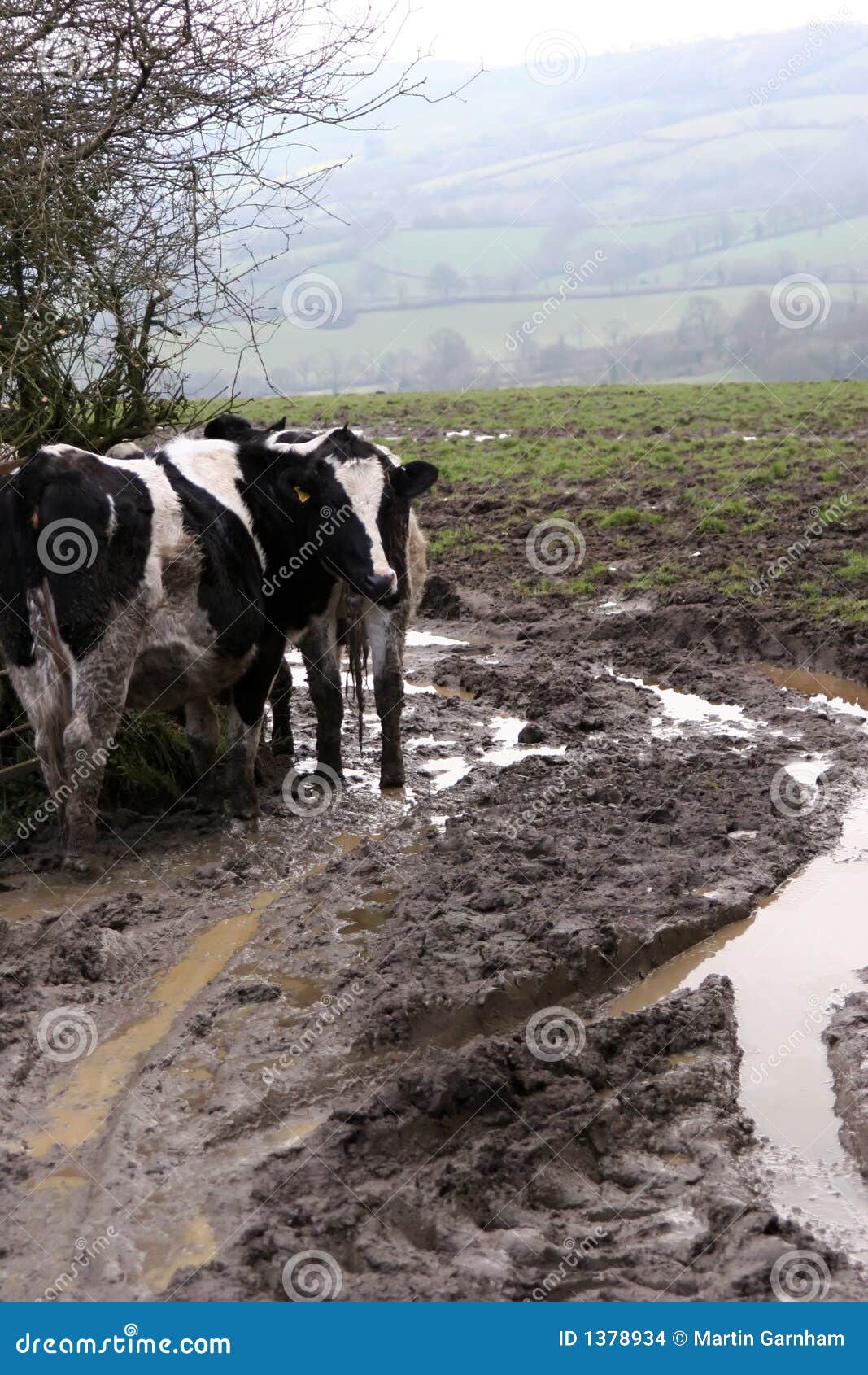 Devon countryside scene stock photo. Image of britain - 1378934