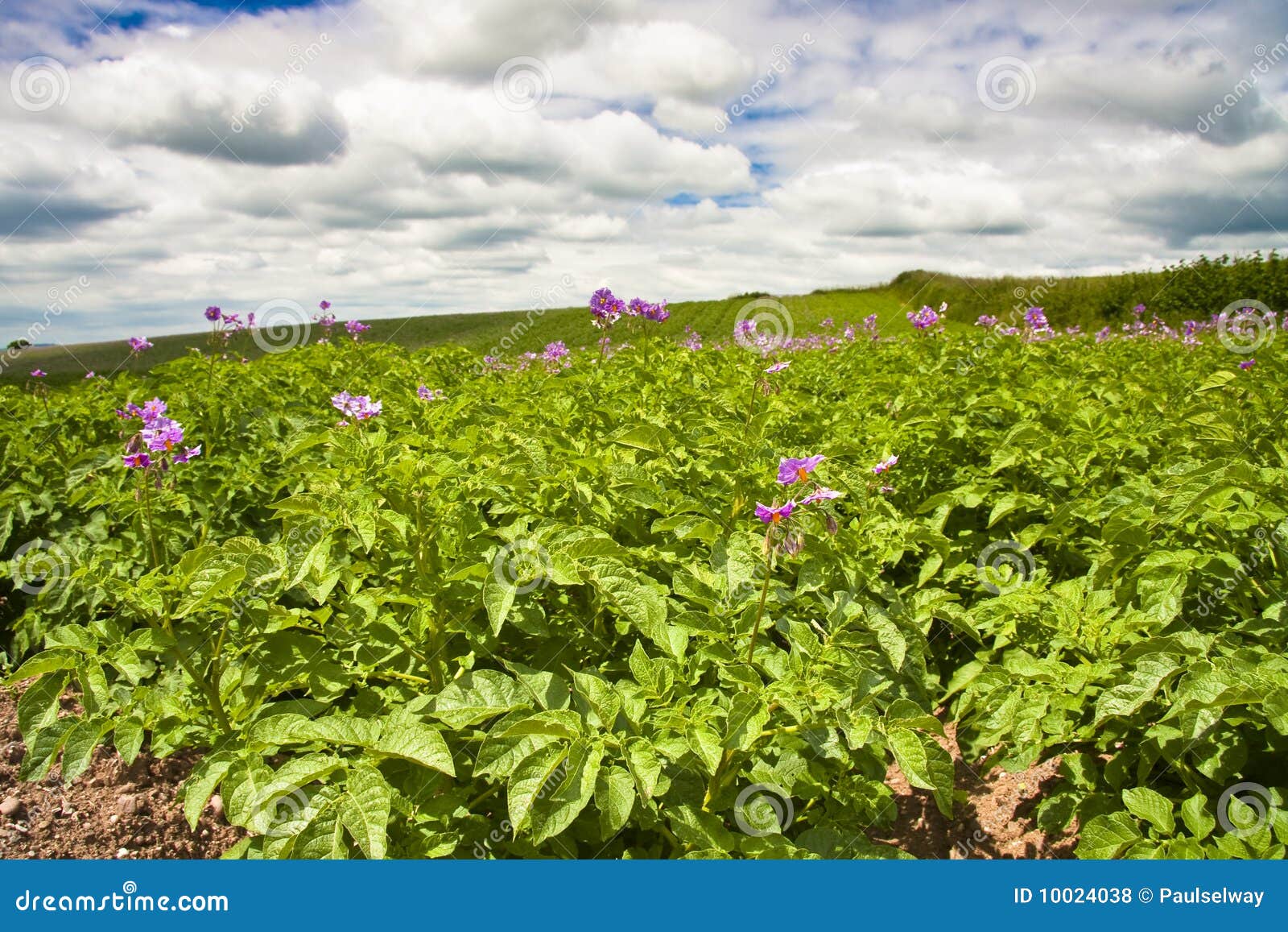 Devon crop farming stock photo. Image of pink, farm, farms - 10024038