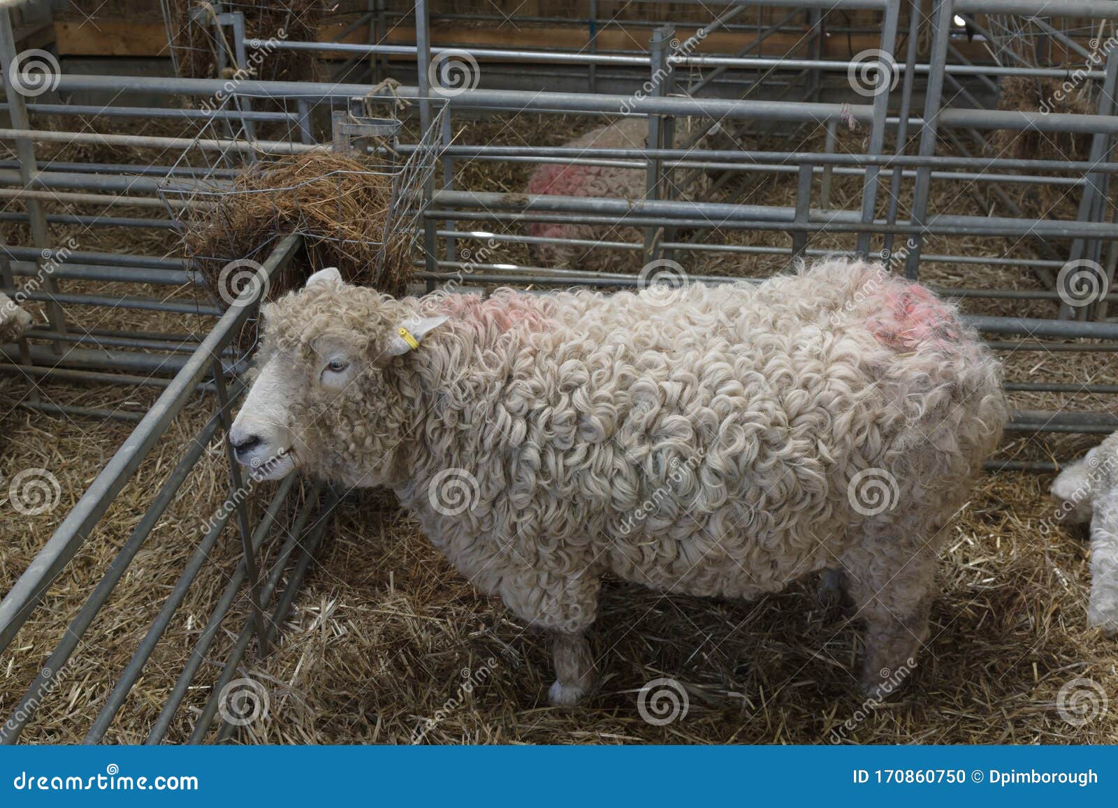 Devon E Cornwall Longwool Sheep Fotografia Stock - Immagine di ...