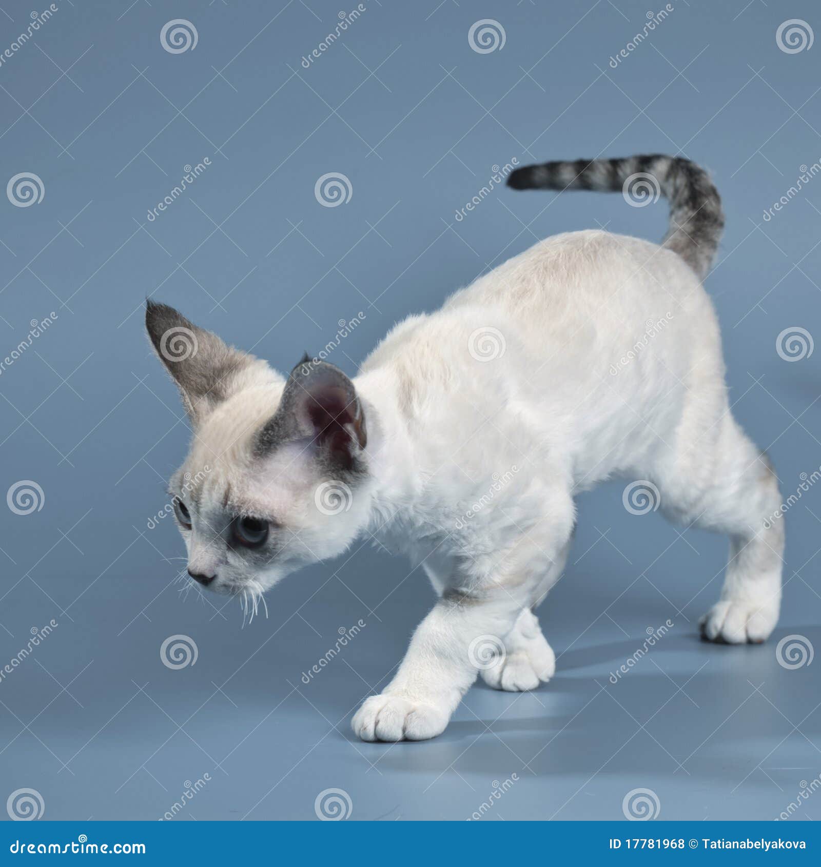 Devon Rex stock photo. Image of home, breeding, show - 17781968
