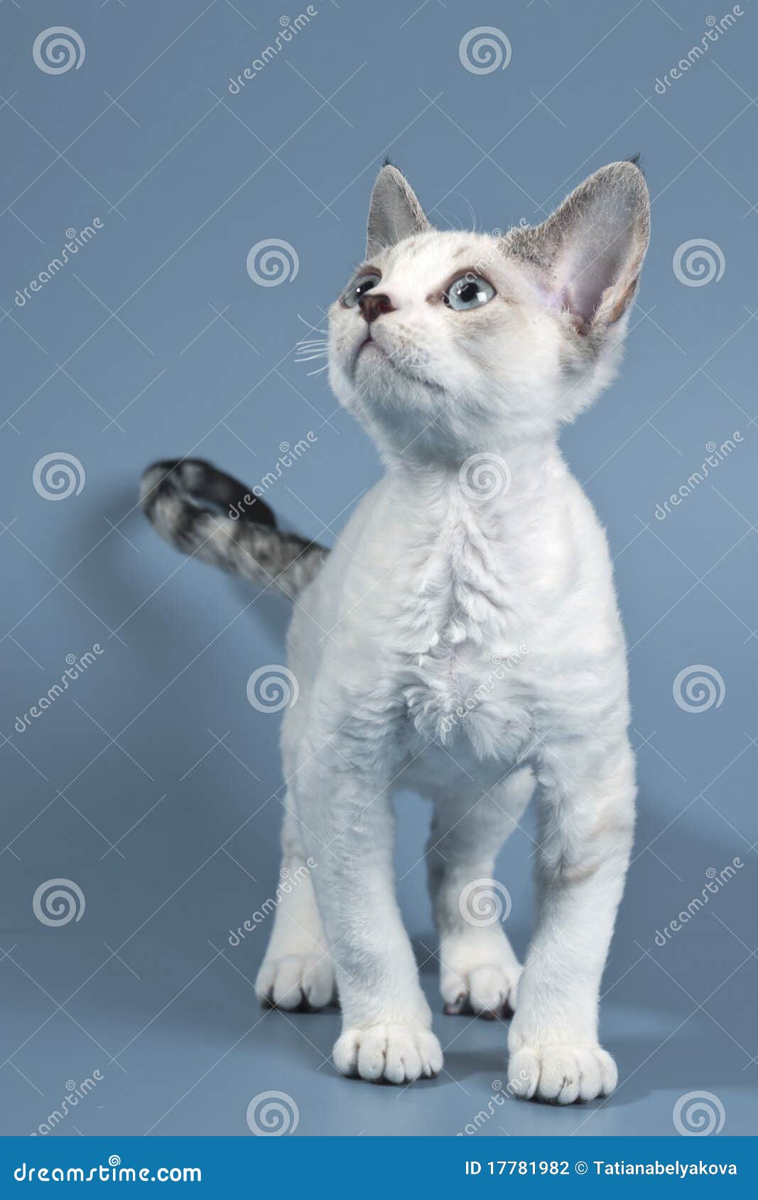 Devon Rex stock photo. Image of show, animal, feline - 17781982