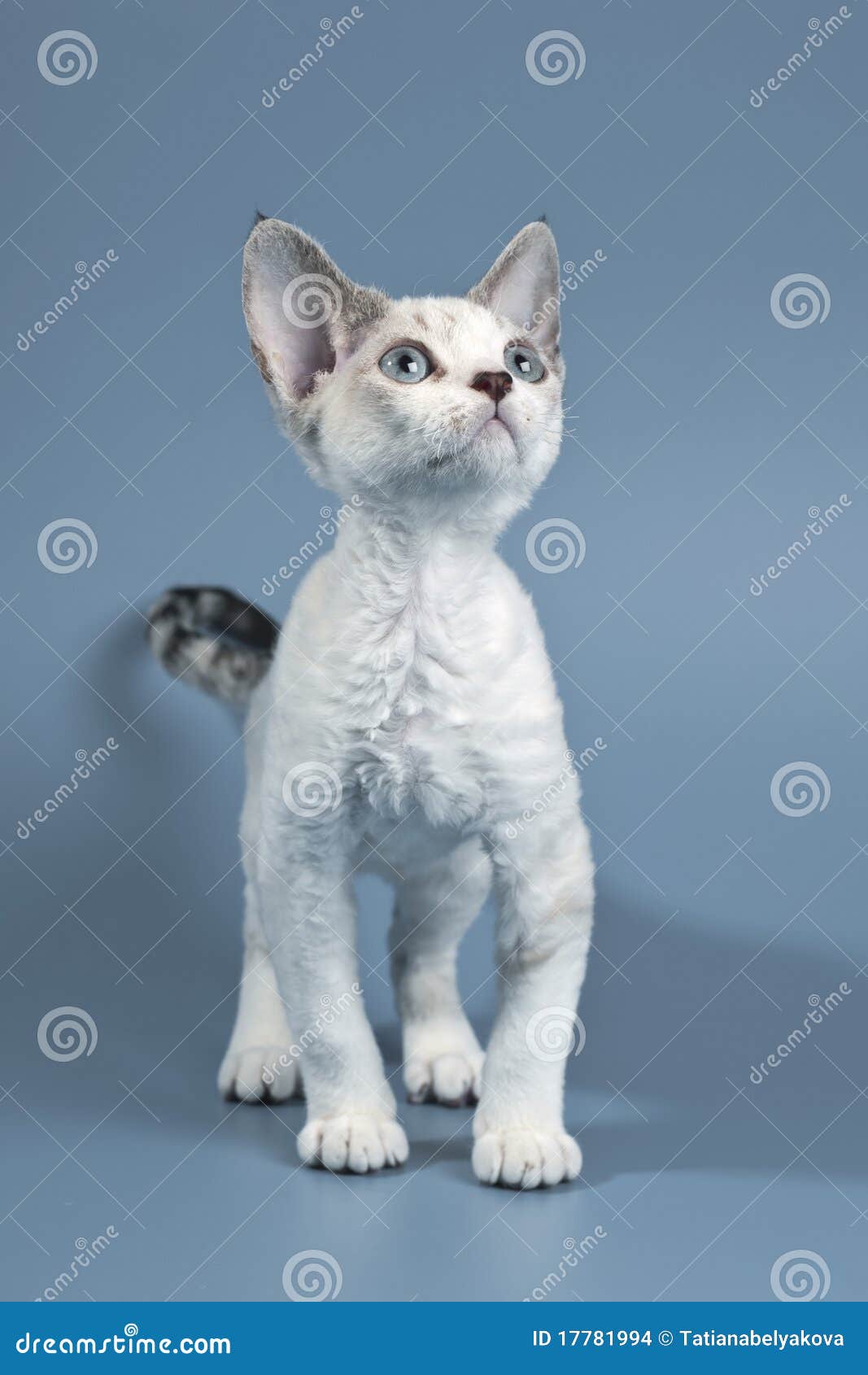 Devon Rex stock photo. Image of watched, show, interest - 17781994